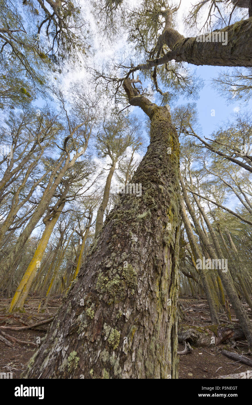 Beech color image hi-res stock photography and images - Alamy