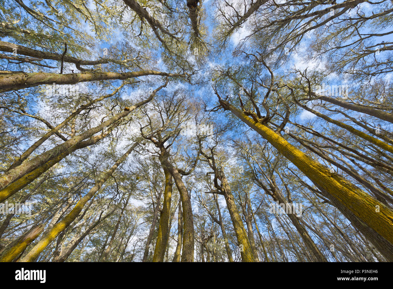 Beech color image hi-res stock photography and images - Alamy