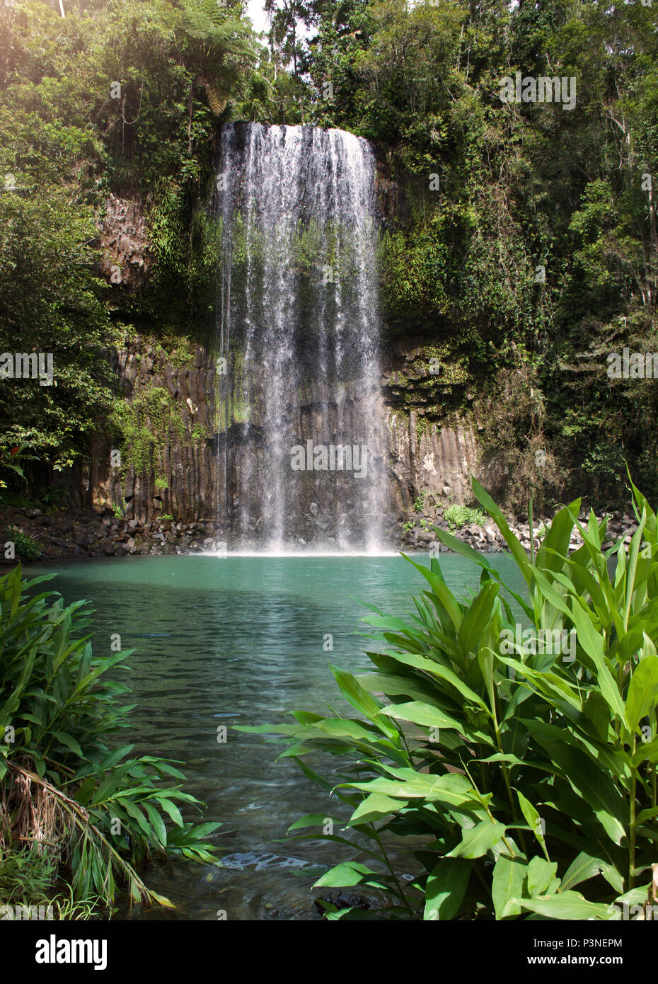 Selva Tropical En Queensland 7,839 Selva Tropical Australiana Fotos De