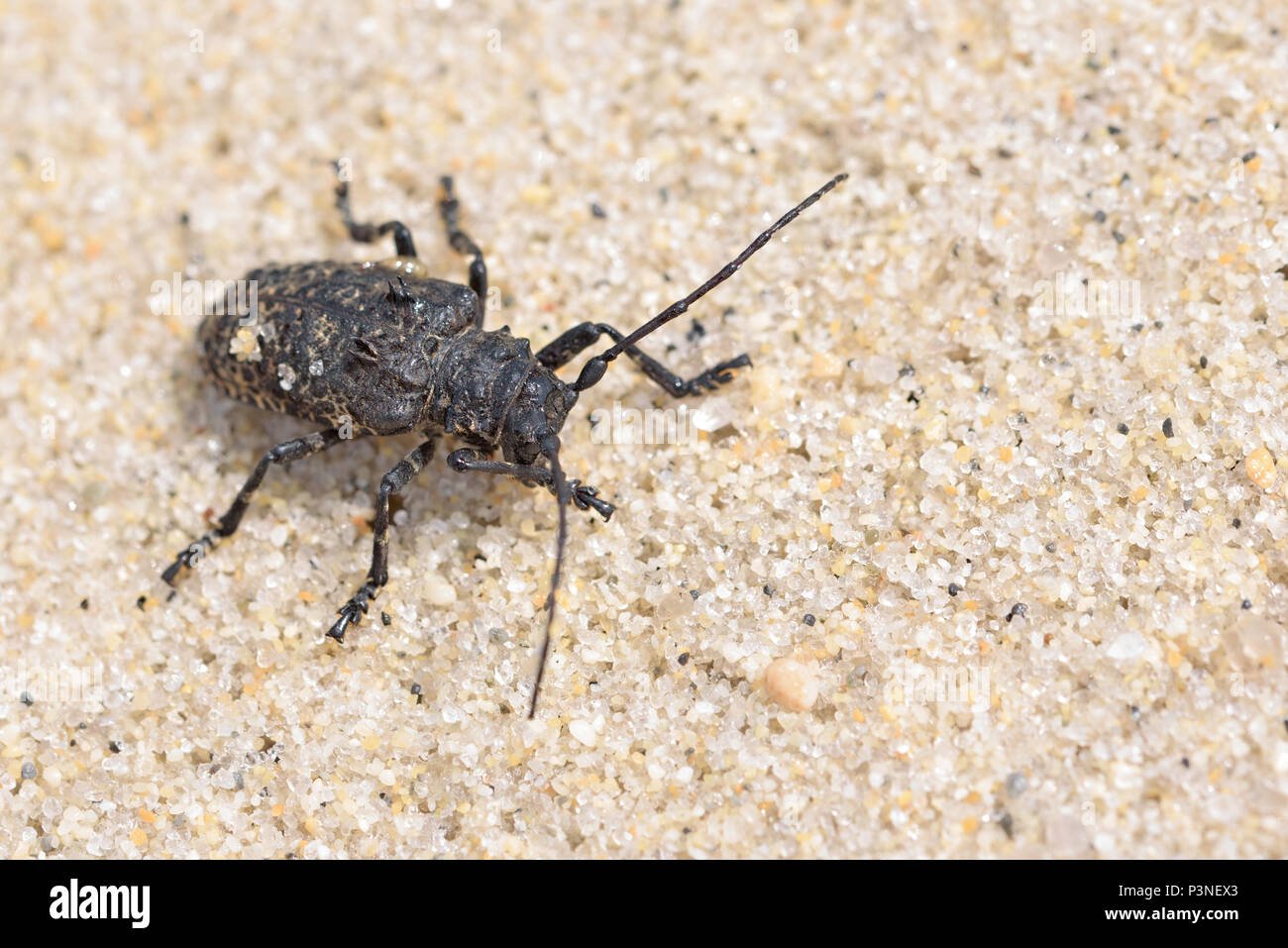 Beetle in the sand. Beetle in nature closeup Stock Photo - Alamy