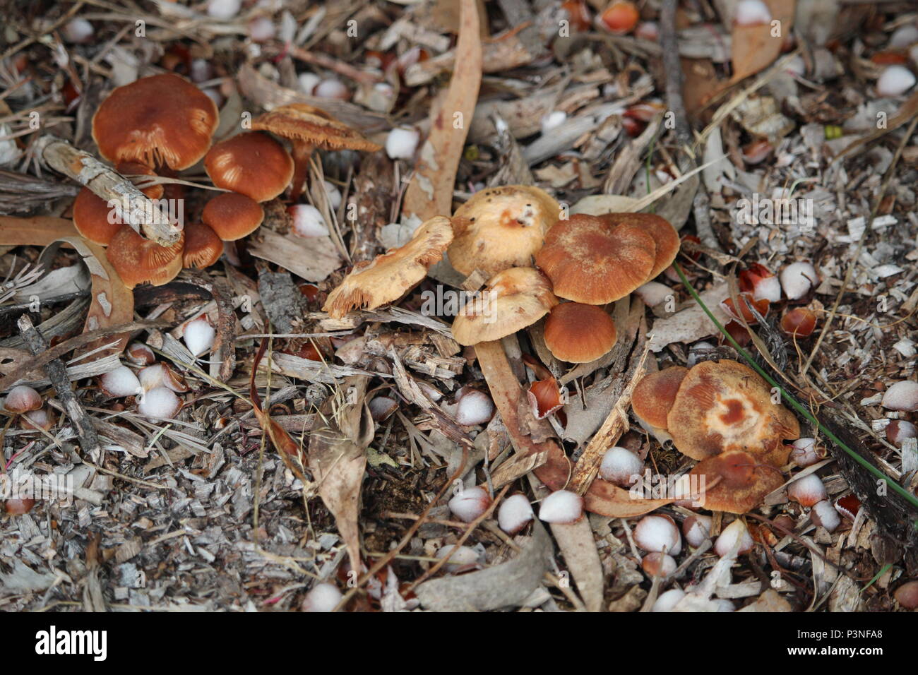 Australian Fungi Stock Photos & Australian Fungi Stock Images - Alamy