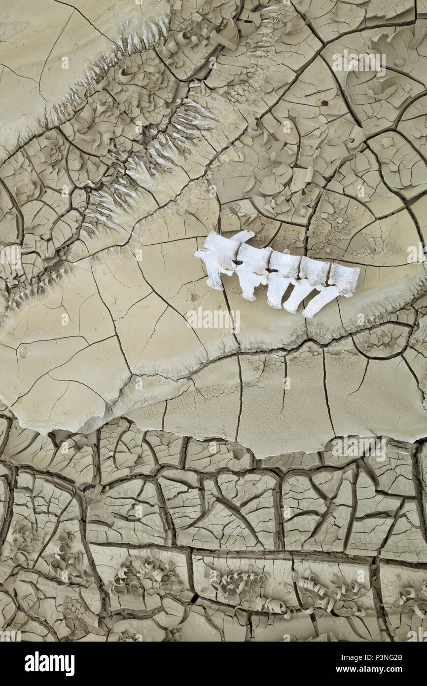 Cracked mud and bones in seasonal stream bed, Los Glaciares National ...