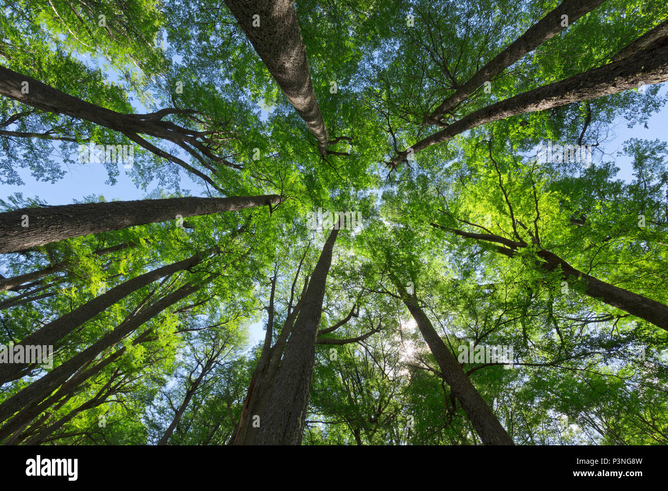 Beech (Fagus sp) forest in spring, Los Glaciares National Park ...