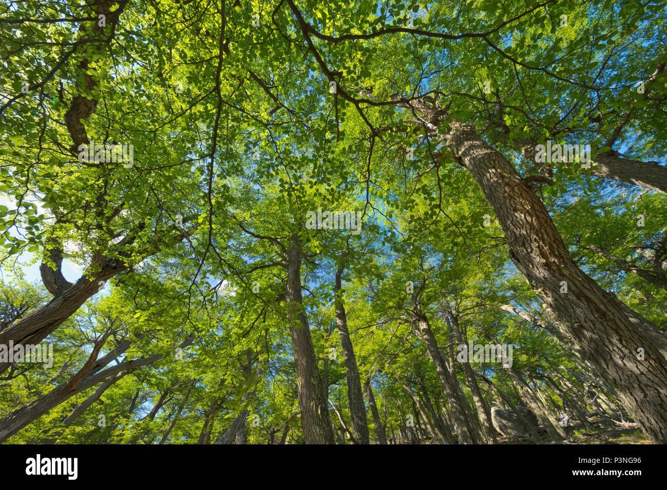 Beech (Fagus sp) forest in spring, Los Glaciares National Park ...