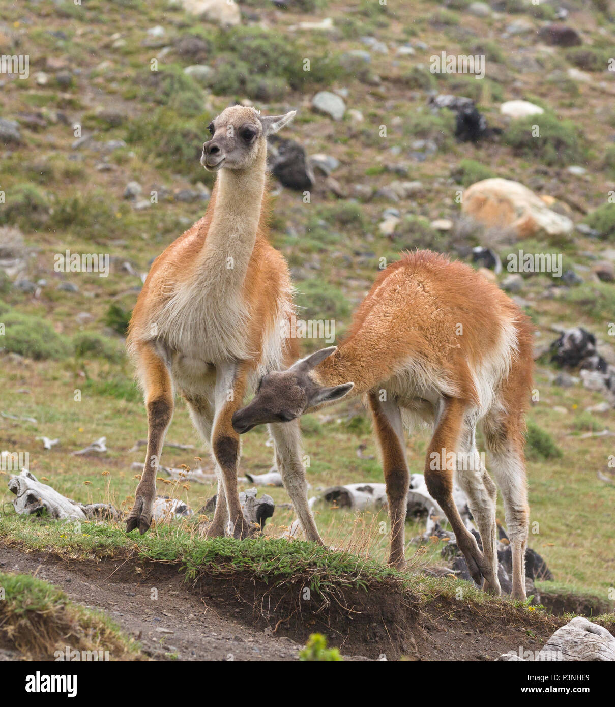 Guanaco (Lama guanicoe) sub-adult males play-fighting, Los Glaciares ...