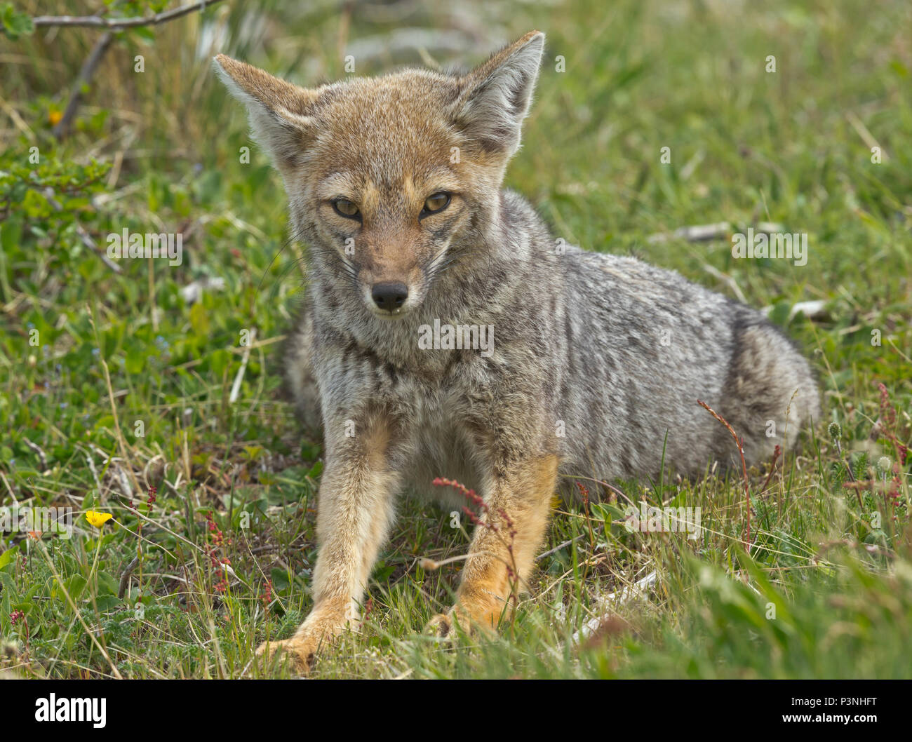 South American Gray Fox (Lycalopex griseus) stretching, Los Glaciares ...