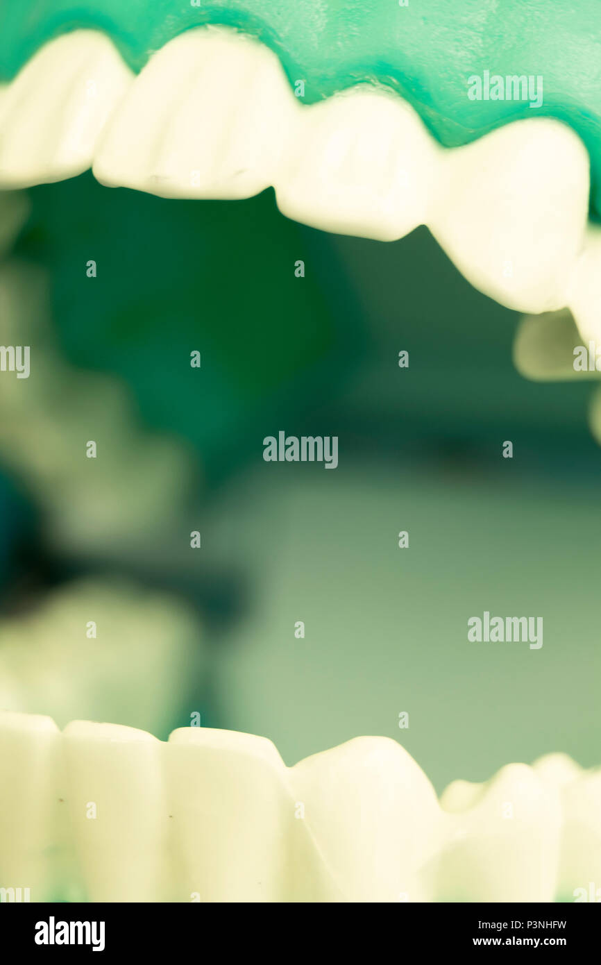 Dentist dental teeth teaching model showing each tooth and gum for ...