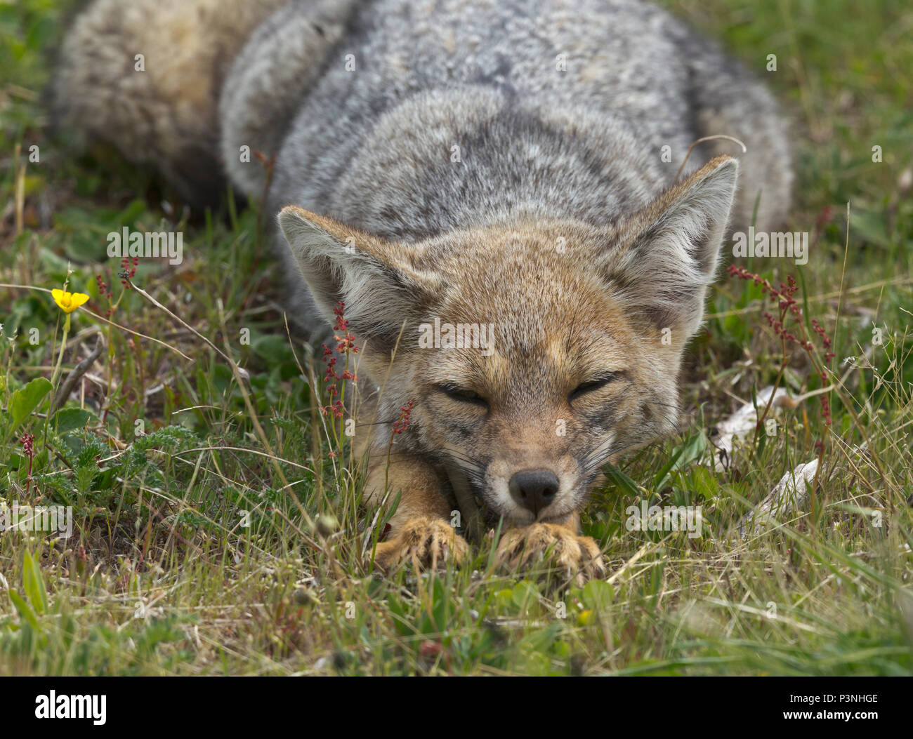 South American Gray Fox (Lycalopex griseus) sleeping, Los Glaciares ...