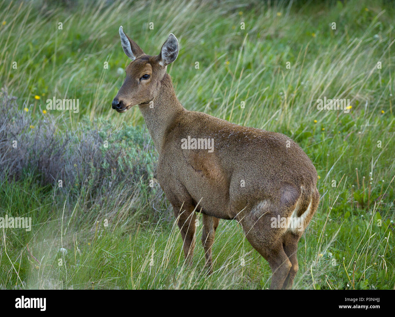 South Andean Huemul (Hippocamelus bisulcus), Torres del Paine National ...