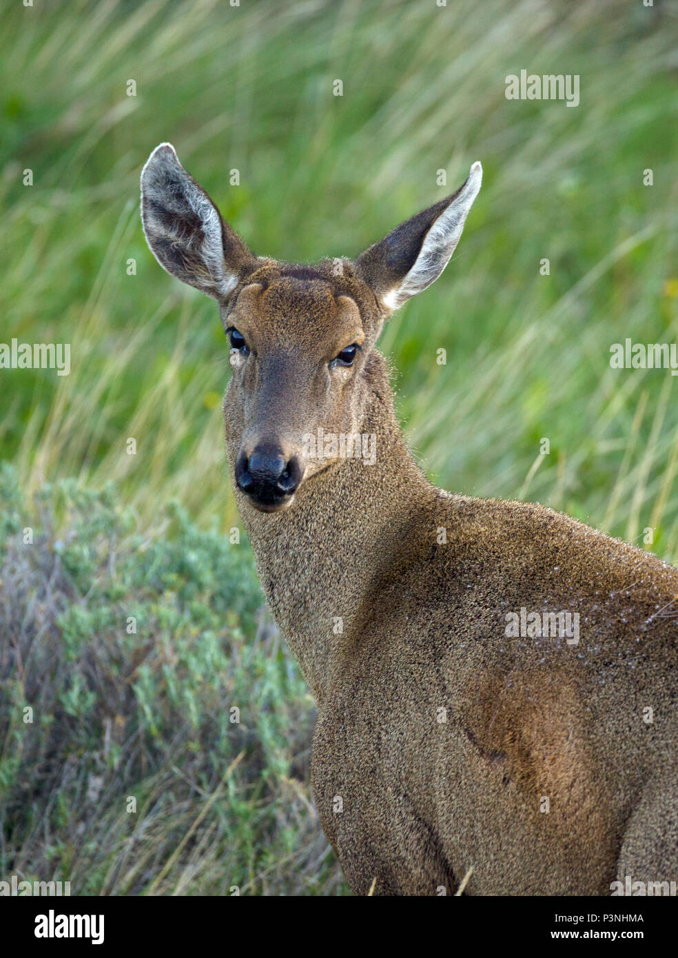 South Andean Huemul (Hippocamelus bisulcus), Torres del Paine National ...