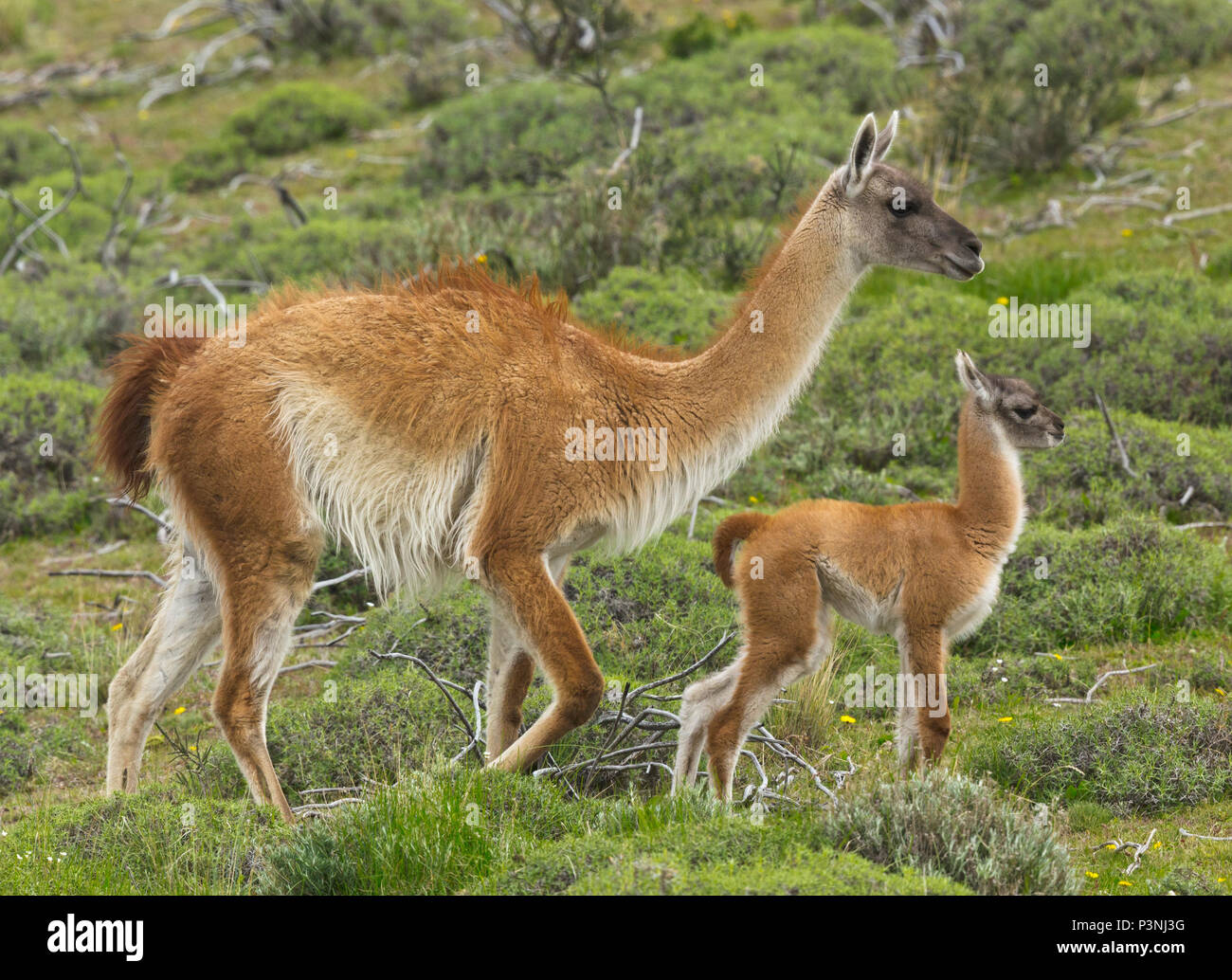 Guanaco (Lama guanicoe) mother and cria, Torres del Paine National Park ...