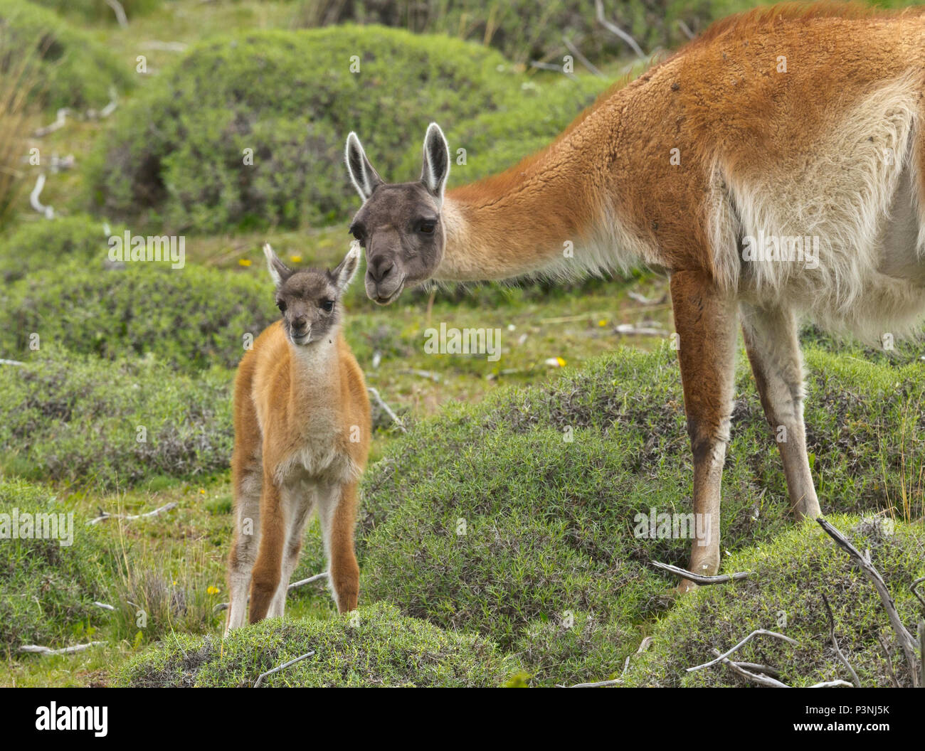 Guanaco (Lama guanicoe) mother and cria, Torres del Paine National Park ...