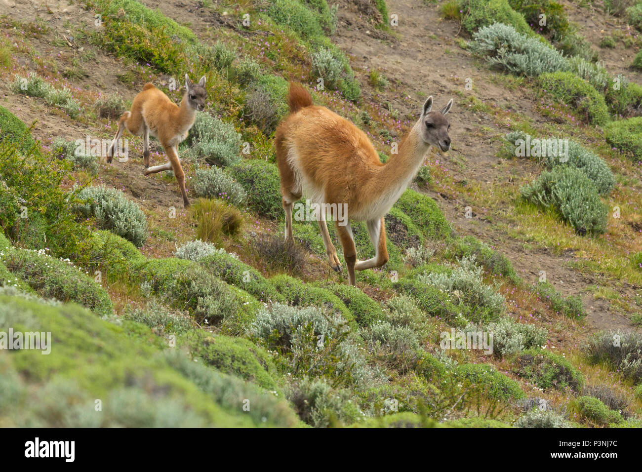 Guanaco (Lama guanicoe) mother and cria running, Torres del Paine ...