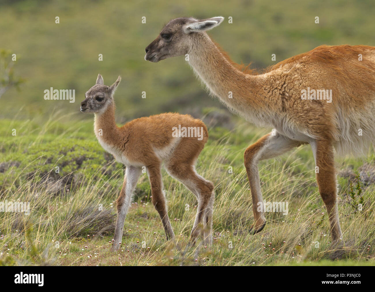 Guanaco (Lama guanicoe) mother and cria, Torres del Paine National Park ...