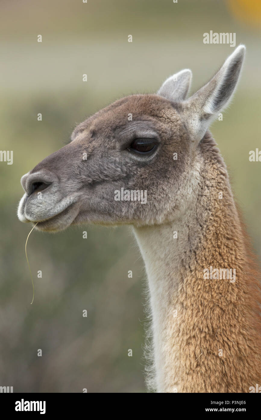 Guanaco (Lama guanicoe) female, Torres del Paine National Park ...