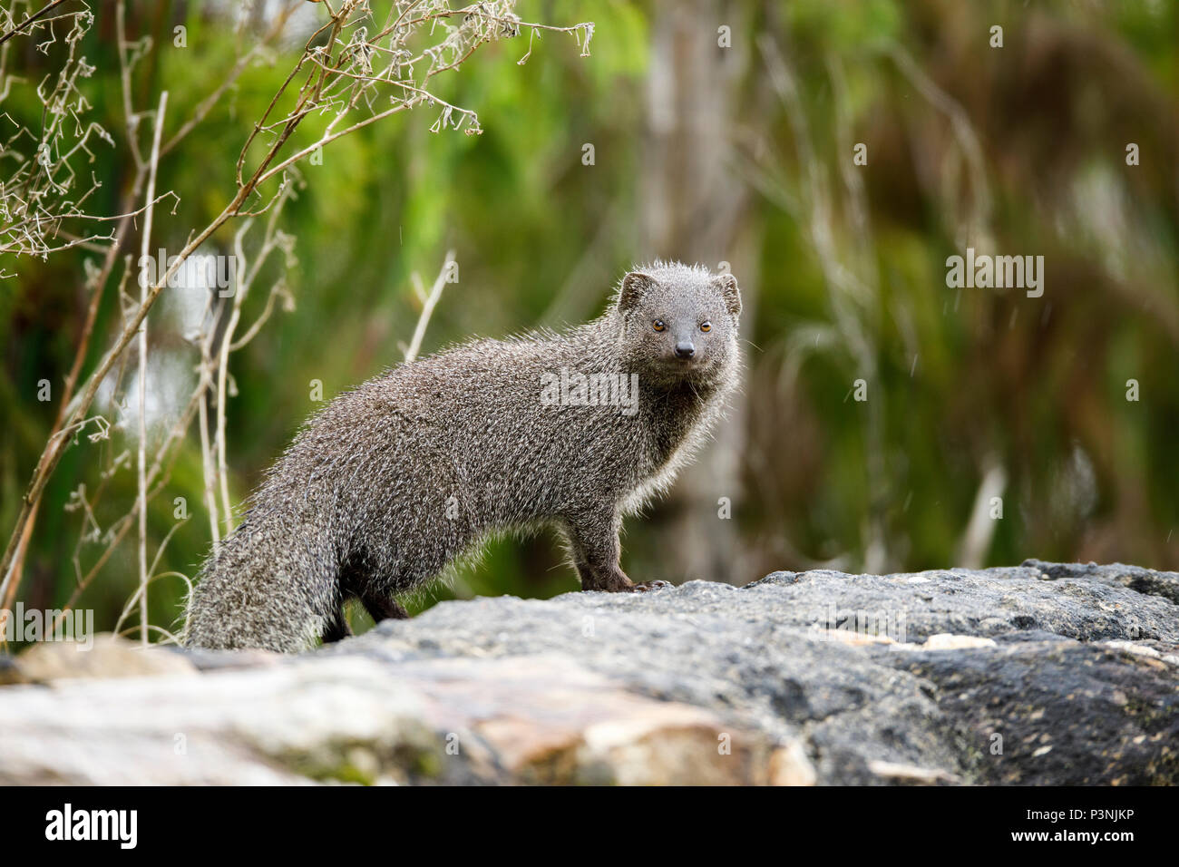 Cape Gray Mongoose (Galerella pulverulenta), Montagu Pass, Western Cape ...