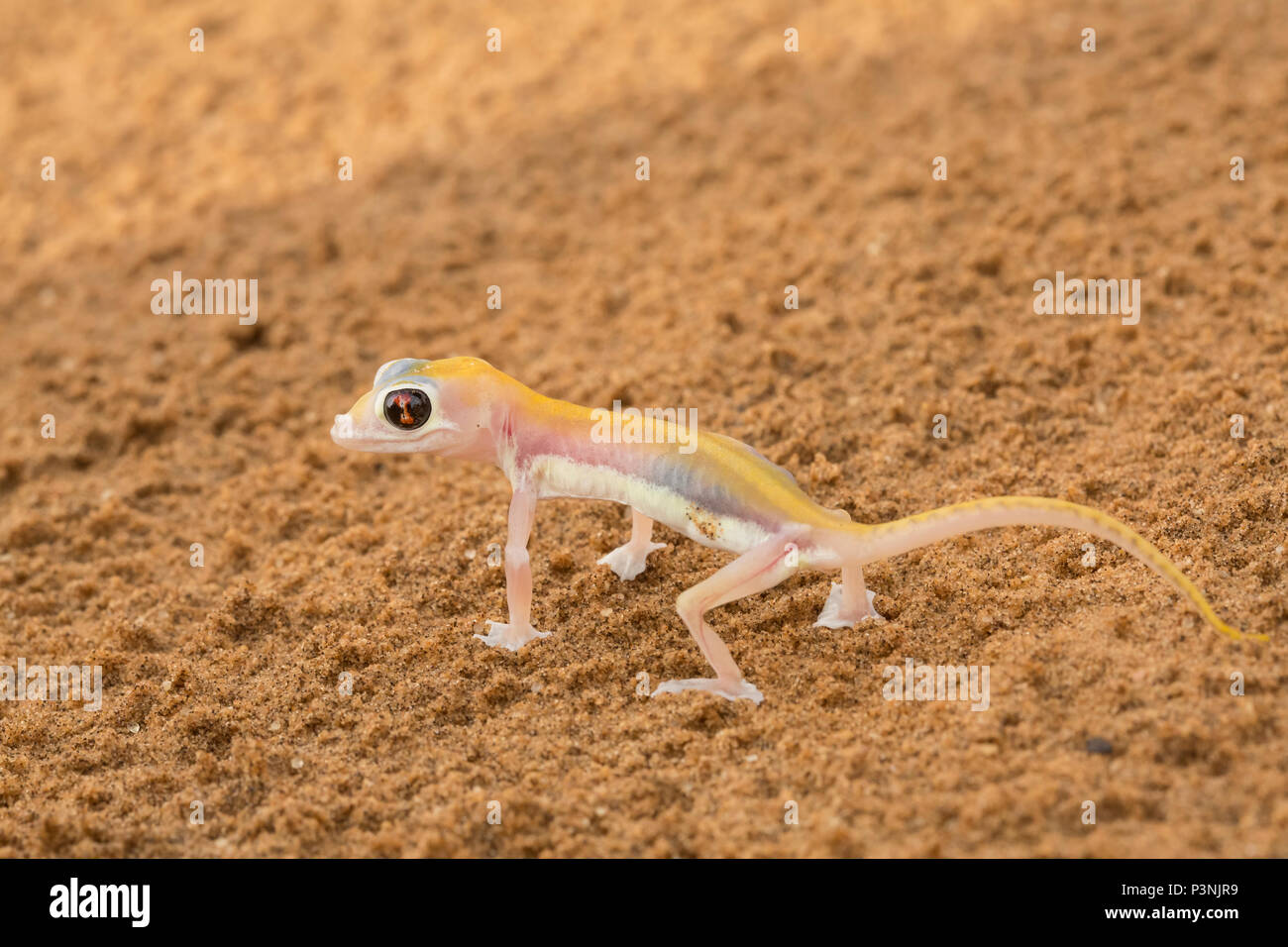 Namib Sand Gecko (Palmatogecko rangei) raising body to escape heat from ...