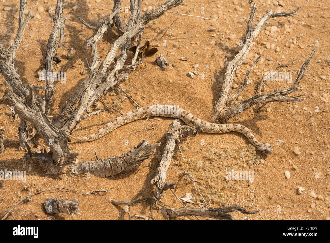 Horned Adder (Bitis caudalis) in desert, Namibia Stock Photo - Alamy