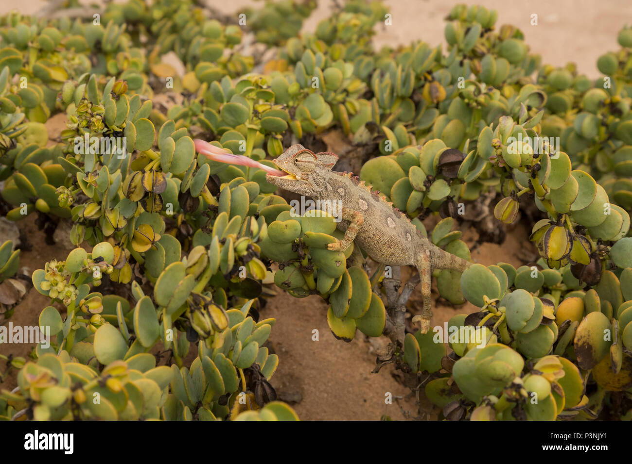 Namaqua Chameleon (Chamaeleo namaquensis) hunting, Namibia Stock Photo ...
