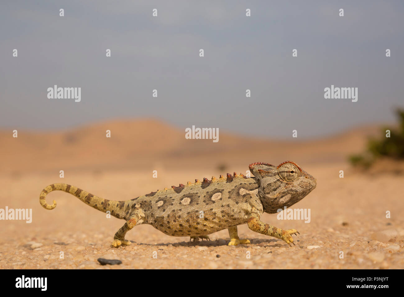 Namaqua Chameleon (Chamaeleo namaquensis) in desert, Namibia Stock ...