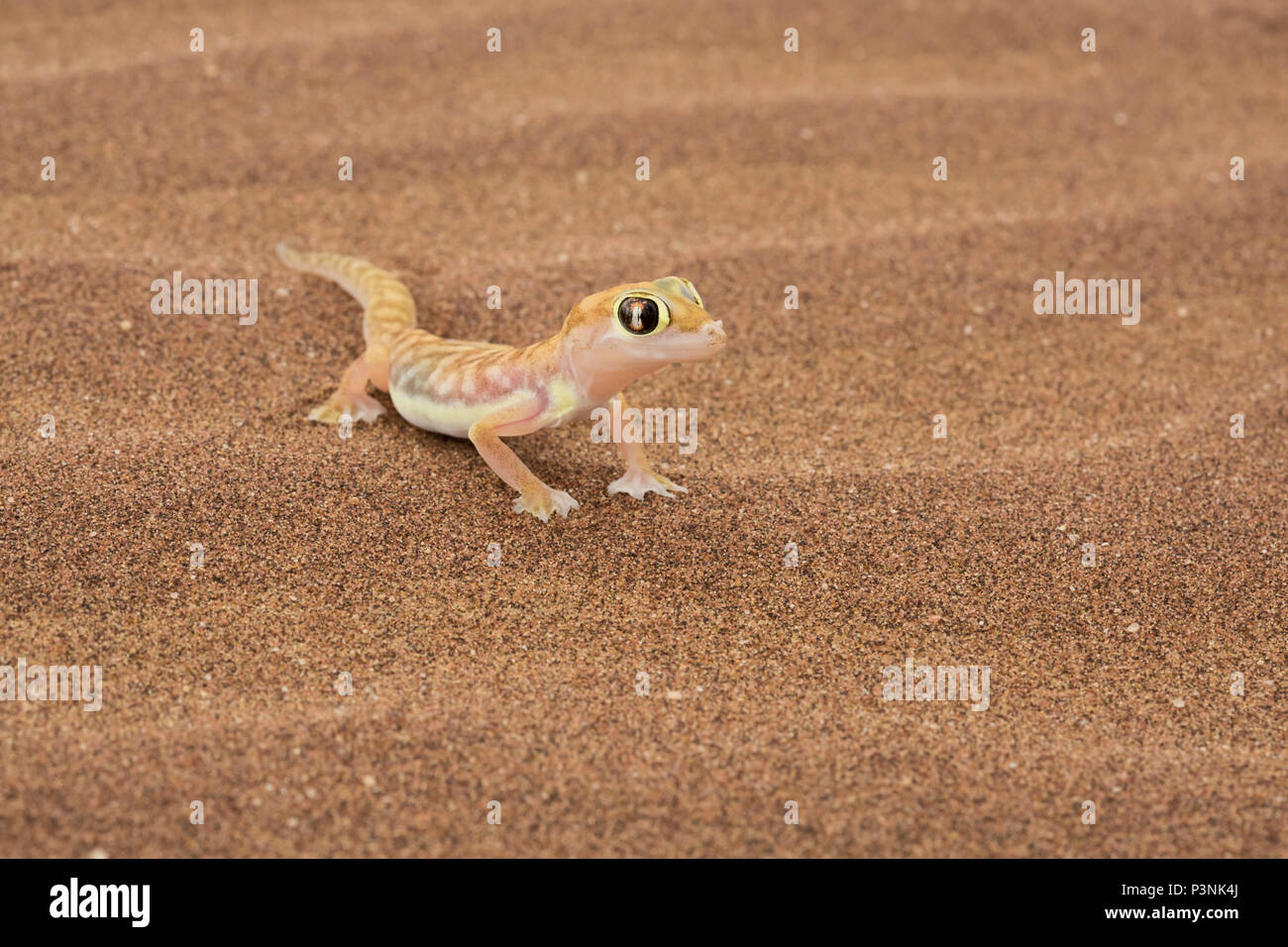Namib Sand Gecko (Palmatogecko rangei) in desert, Namibia Stock Photo ...