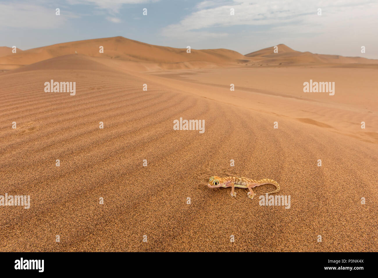 Namib Sand Gecko (Palmatogecko rangei) in desert, Namibia Stock Photo ...