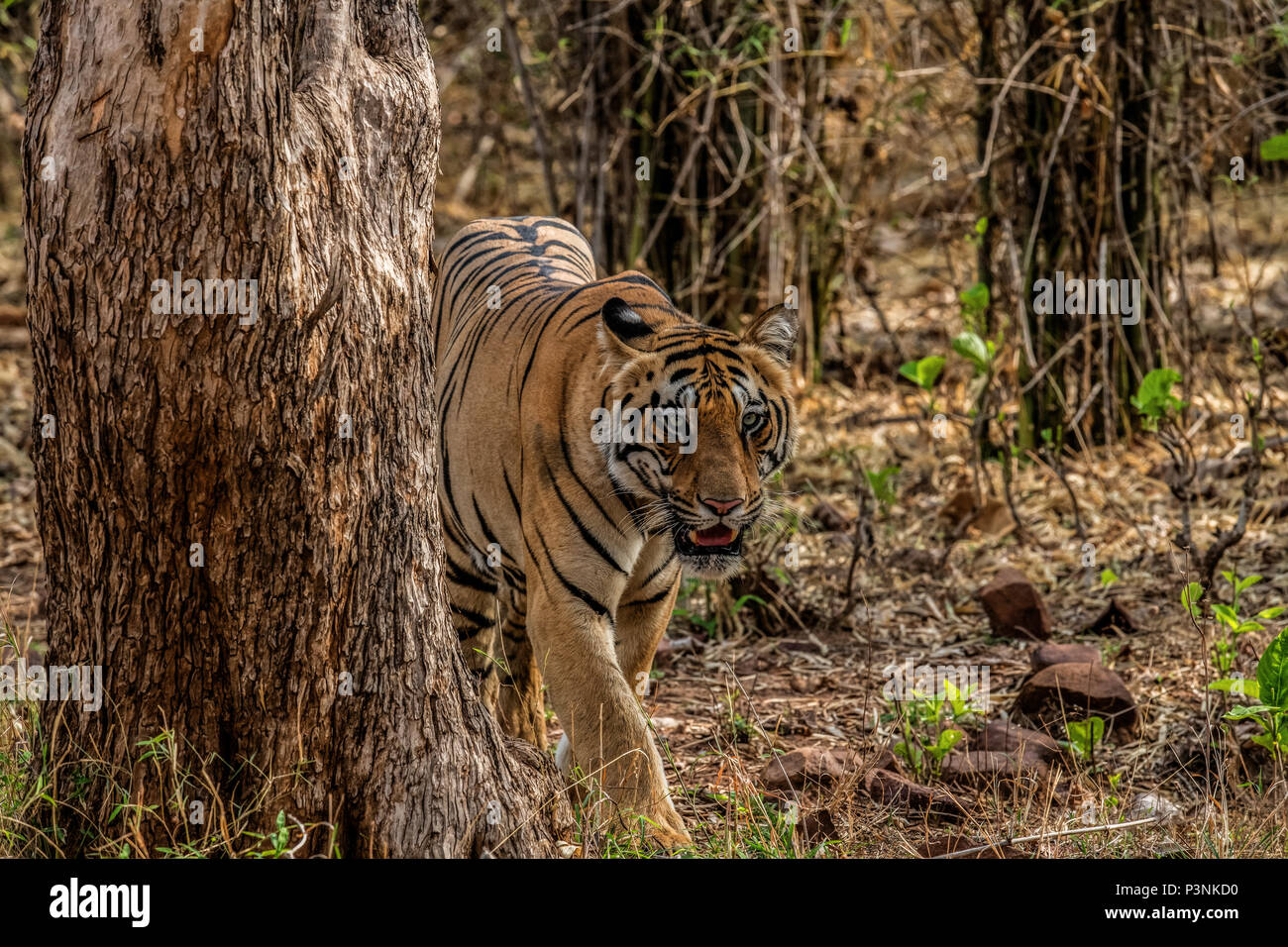 Royal Bengal Tiger Sub adult male cub in Tadoba Andhari Tiger Reserve ...