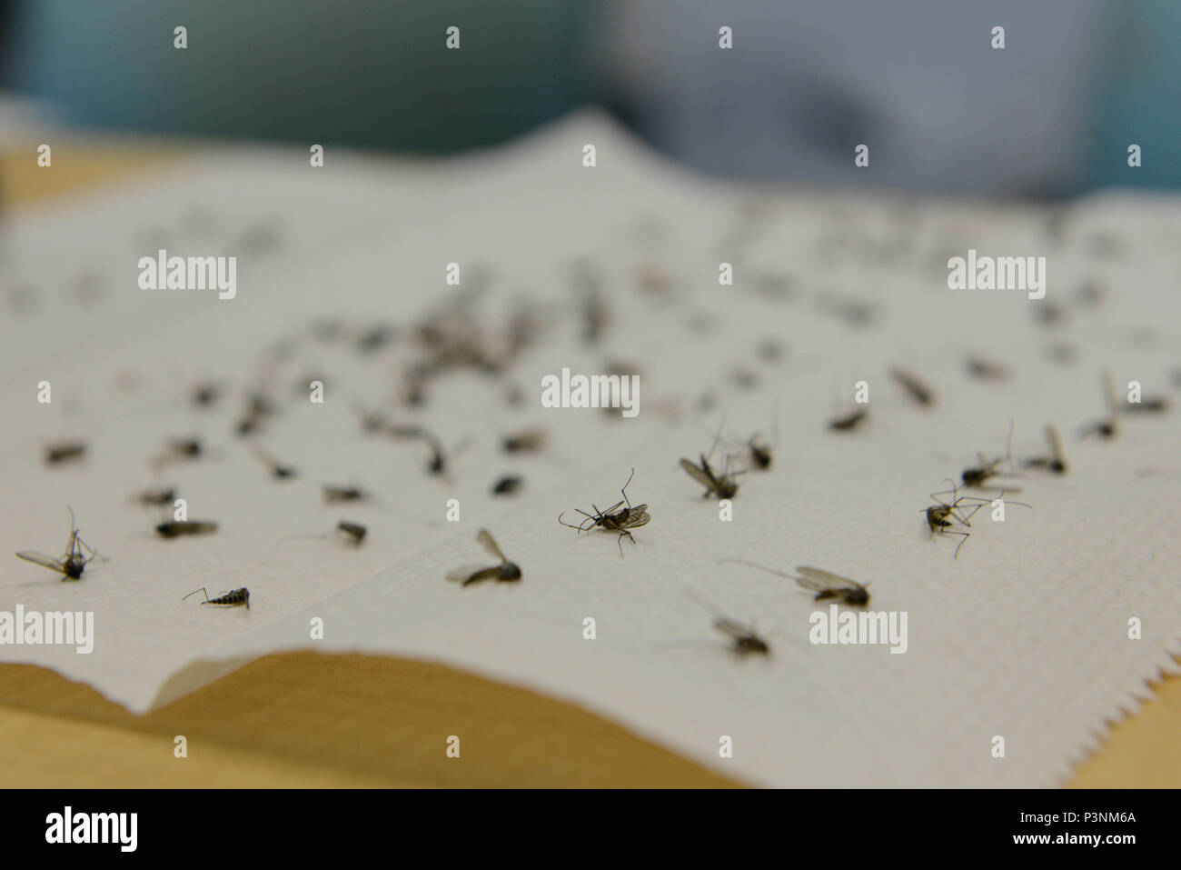 Frozen mosquitoes are counted after being trapped at Joint Base ...