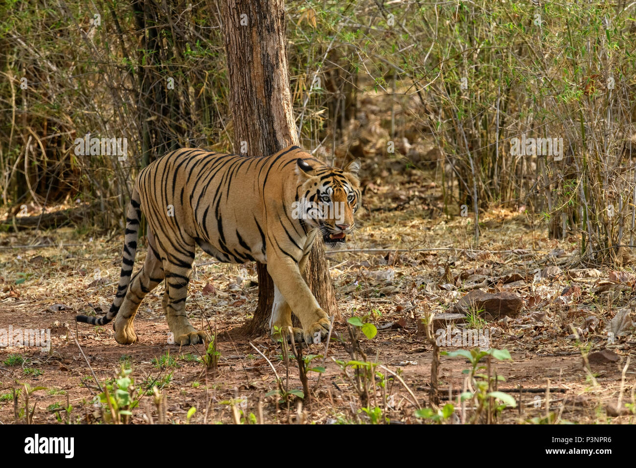 Royal Bengal Tiger Sub adult male cub in Tadoba Andhari Tiger Reserve ...