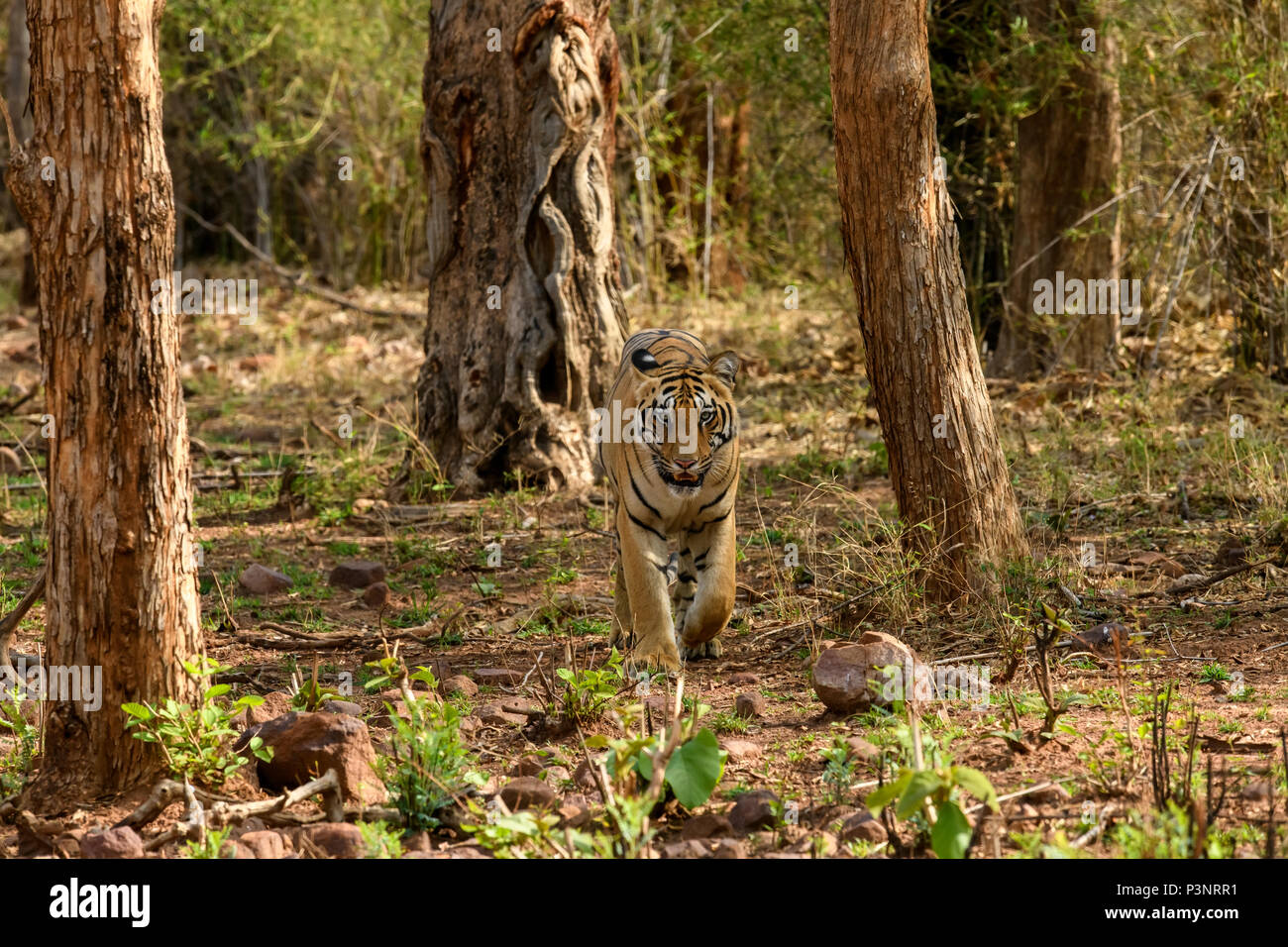 Royal Bengal Tiger Sub adult male cub in Tadoba Andhari Tiger Reserve ...