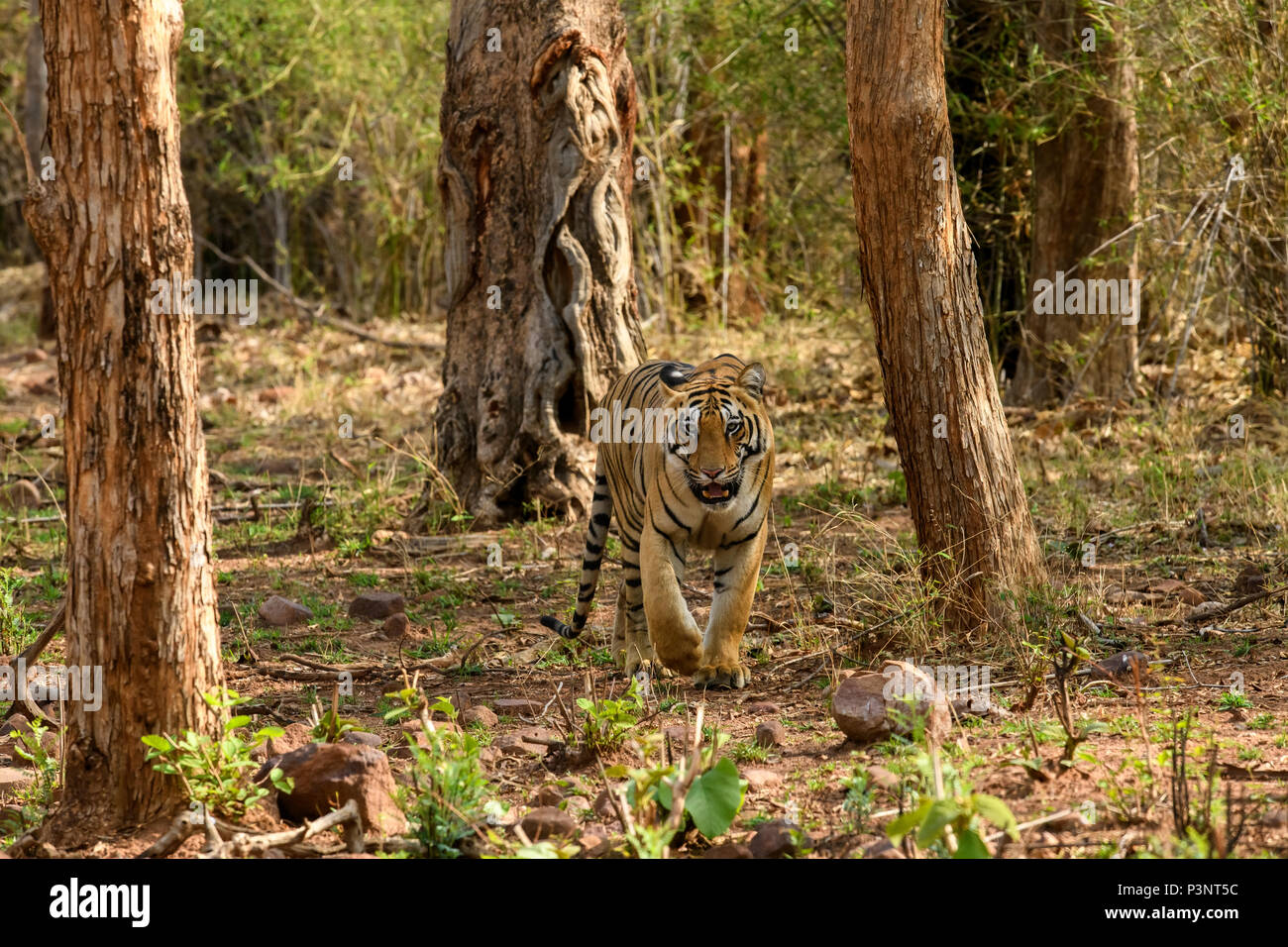 Royal Bengal Tiger Sub adult male cub in Tadoba Andhari Tiger Reserve ...
