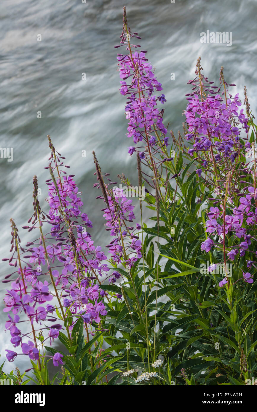 Fireweed (Chamerion angustifolium) flowering next to river, Snake River ...