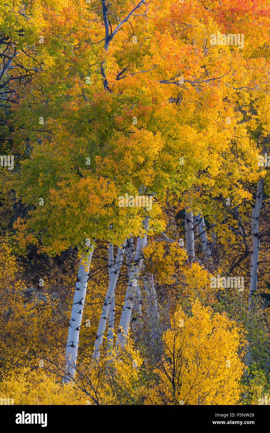 Quaking Aspen (Populus tremuloides) trees in fall, Grand Teton National ...