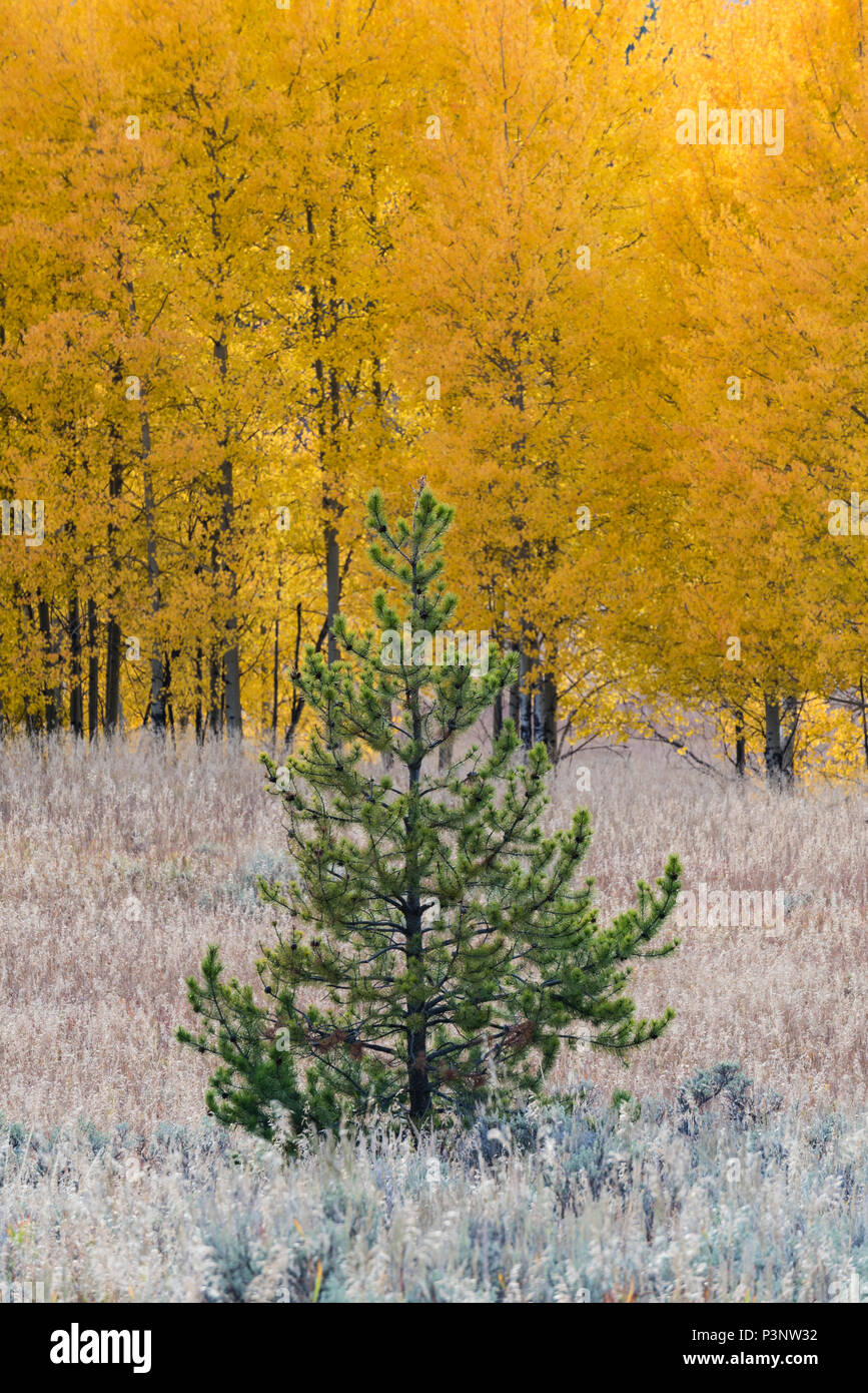 Lodgepole Pine (Pinus contorta) and Quaking Aspen (Populus tremuloides ...