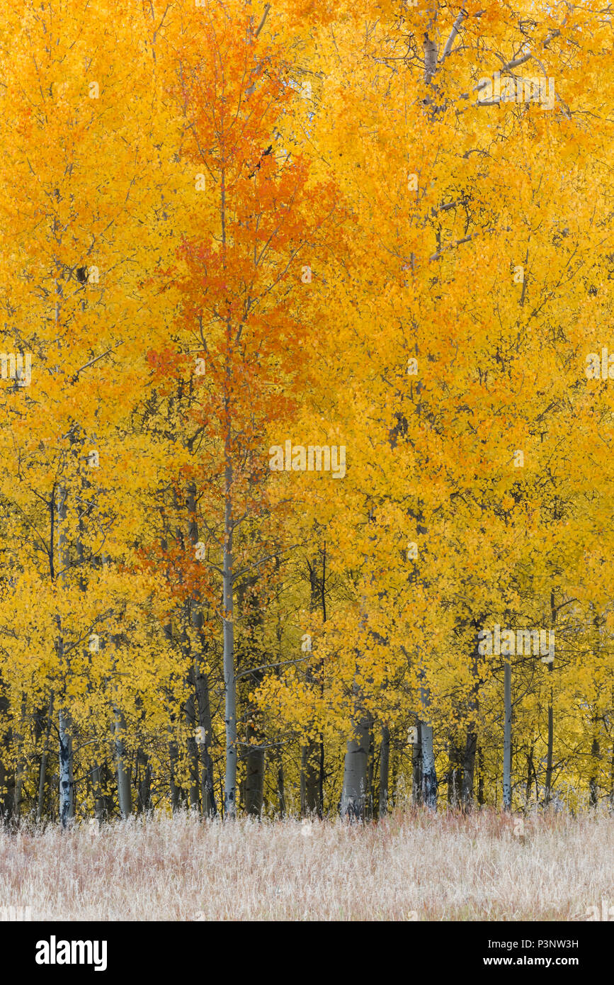 Quaking Aspen (Populus tremuloides) trees in fall, Grand Teton National ...