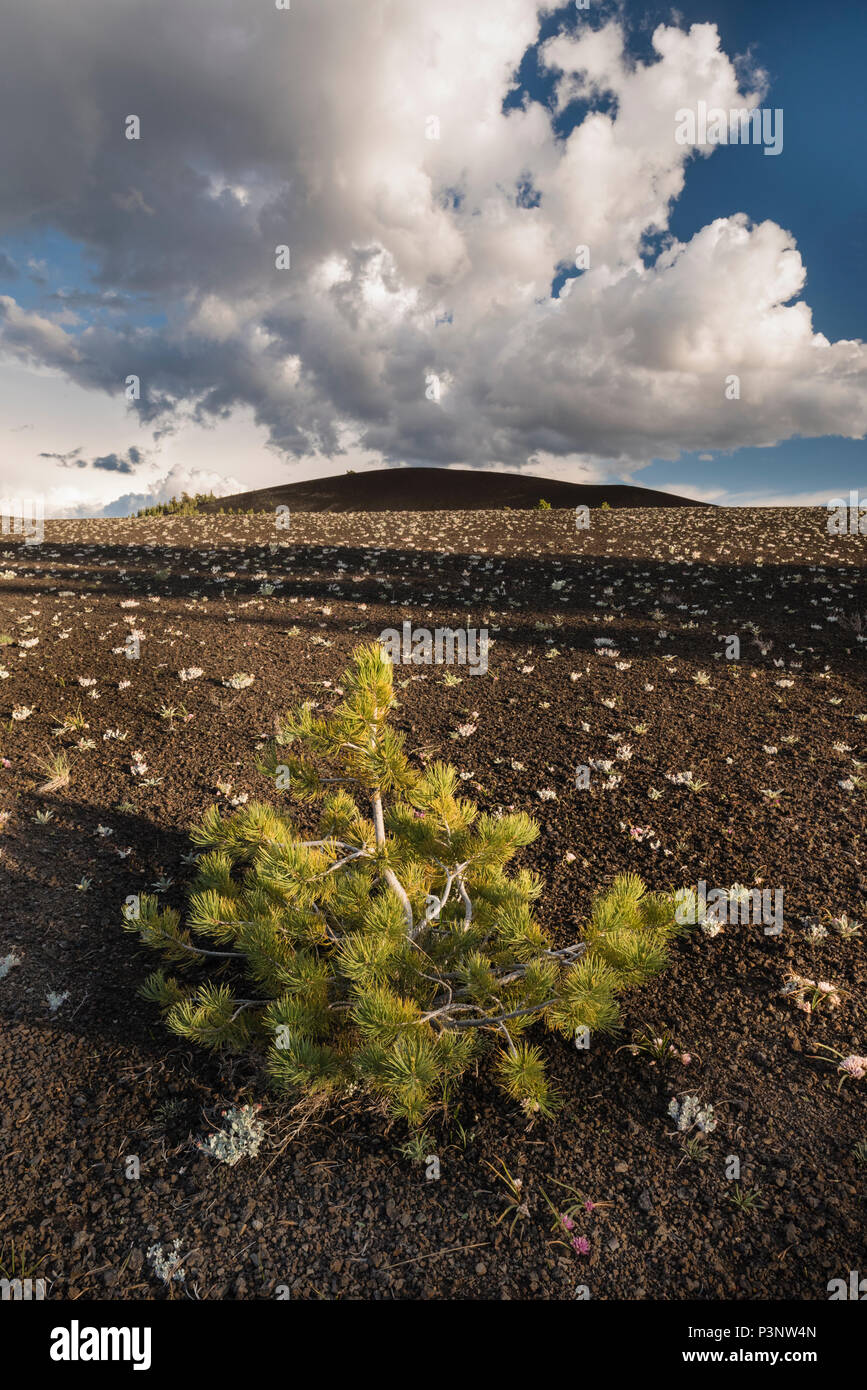 Limber Pine (Pinus flexilis) in lava field, Craters of the Moon ...