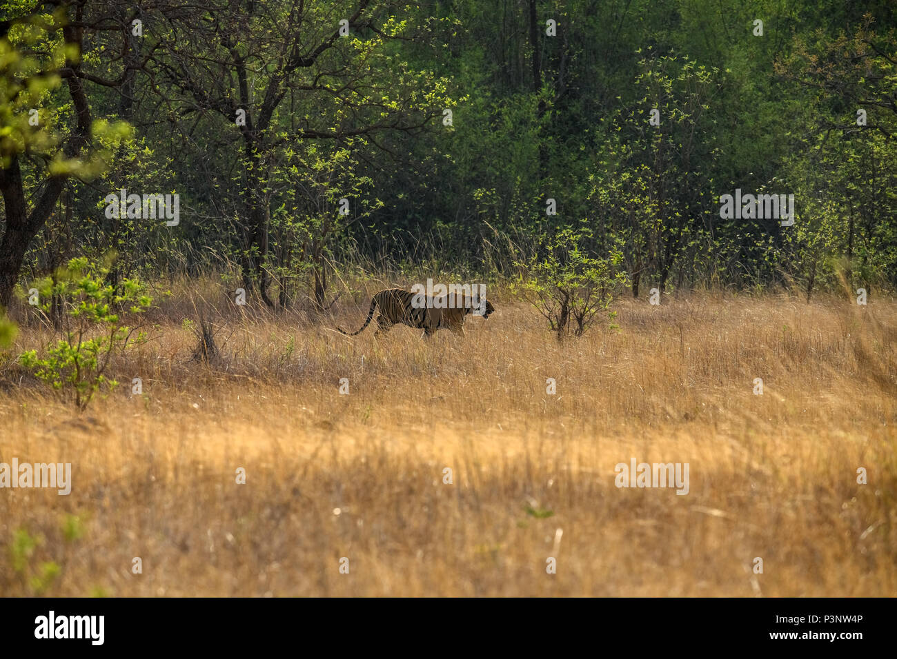 Royal Bengal Tiger Sub adult male cub in Tadoba Andhari Tiger Reserve ...