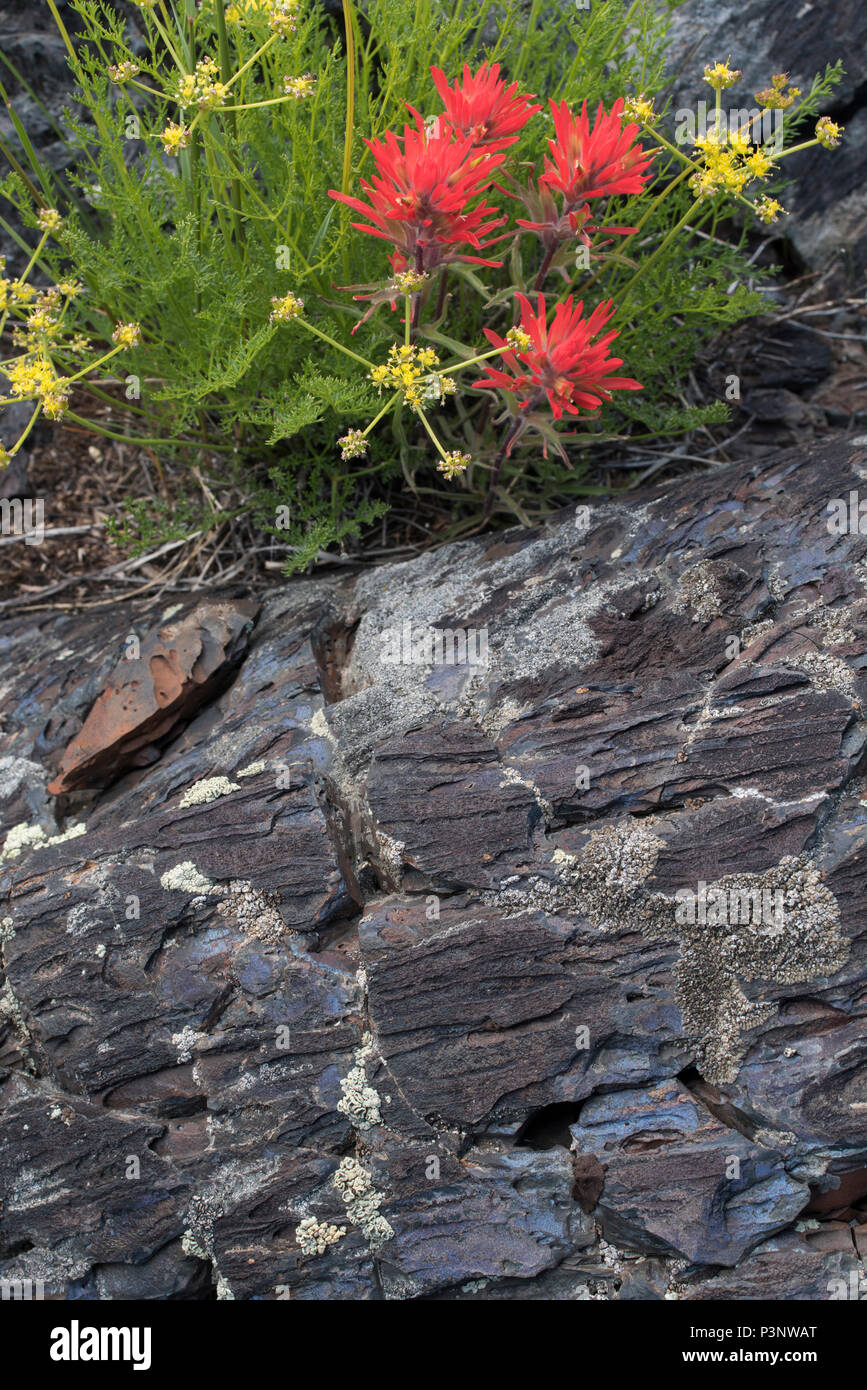 Desert Indian Paintbrush (Castilleja chromosa) and Yellow Desert ...