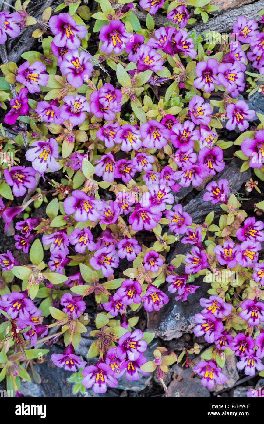Dwarf Purple Monkeyflower (Mimulus nanus) flowering in spring, Craters ...