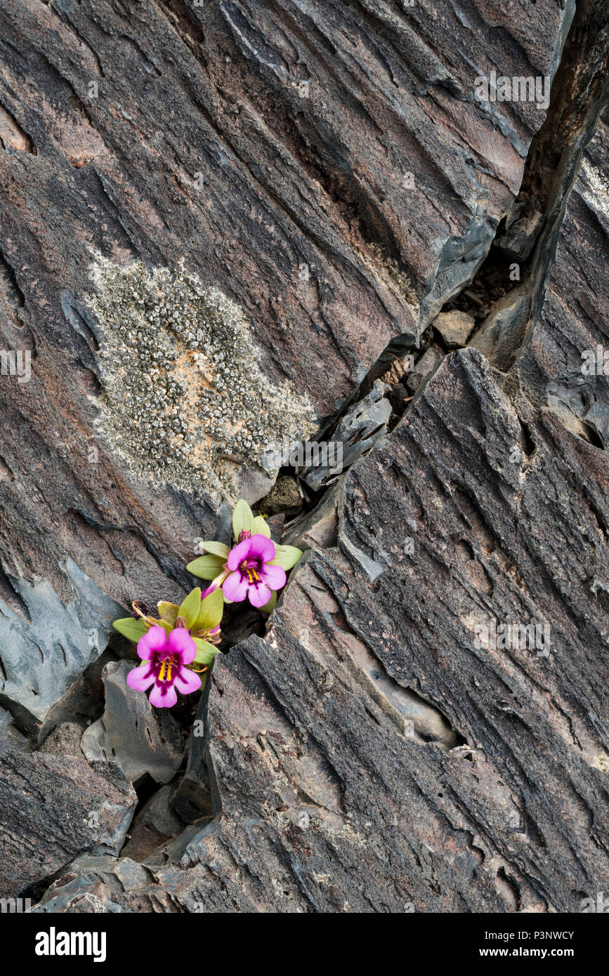 Dwarf Purple Monkeyflower (Mimulus nanus) flowering in lava field in ...