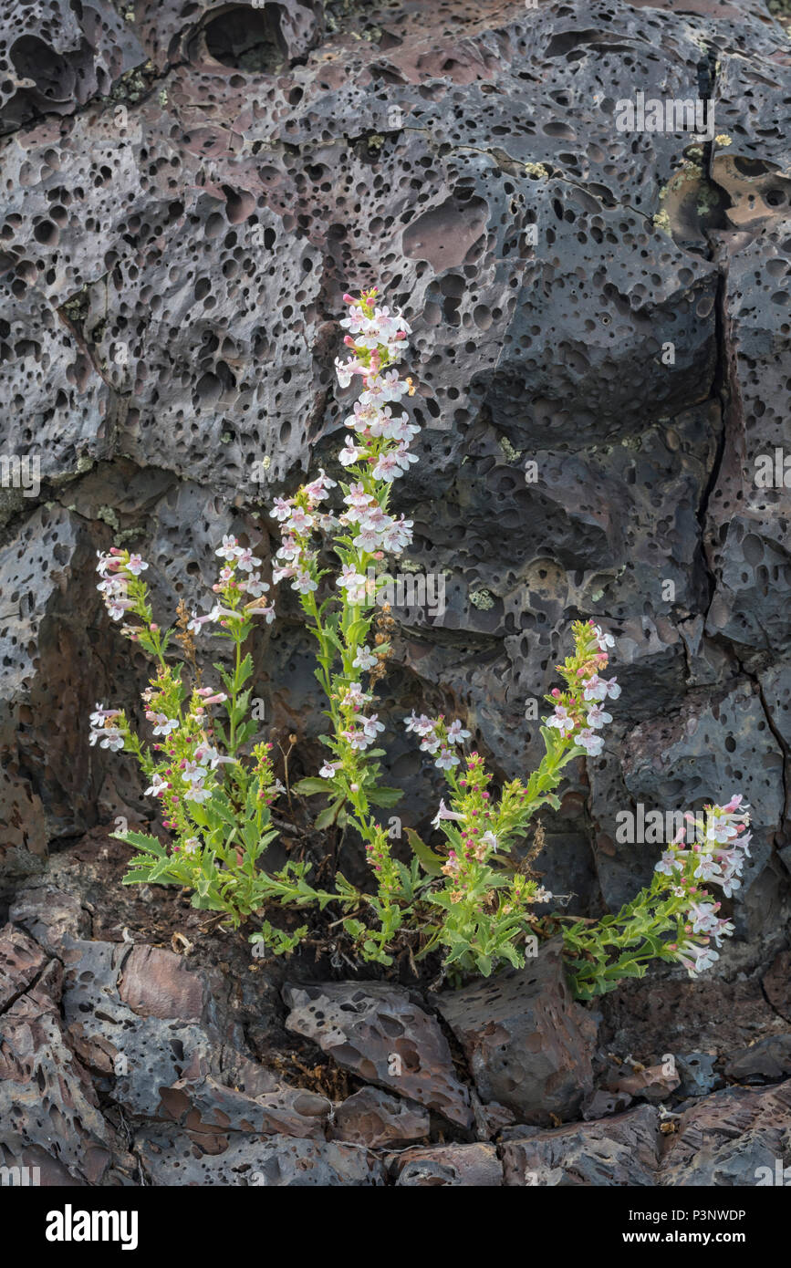 Scabland Penstemon (Penstemon deustus) flowering in lava field, Craters ...