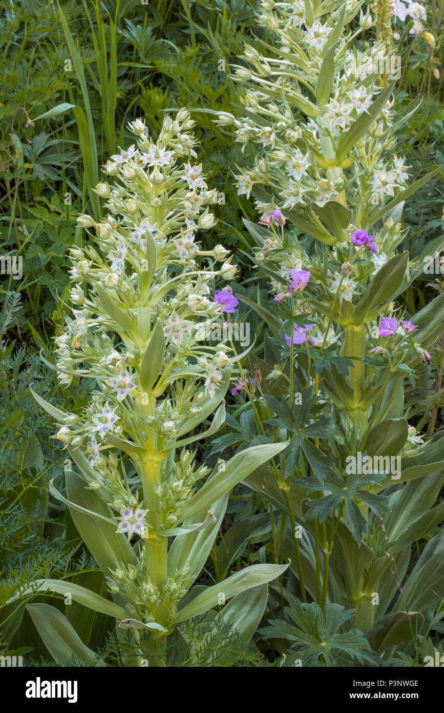 Elkweed (Frasera speciosa) flowering, Grand Teton National Park ...