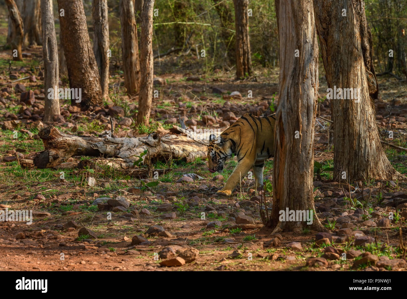 Royal Bengal Tiger Sub adult male cub in Tadoba Andhari Tiger Reserve ...