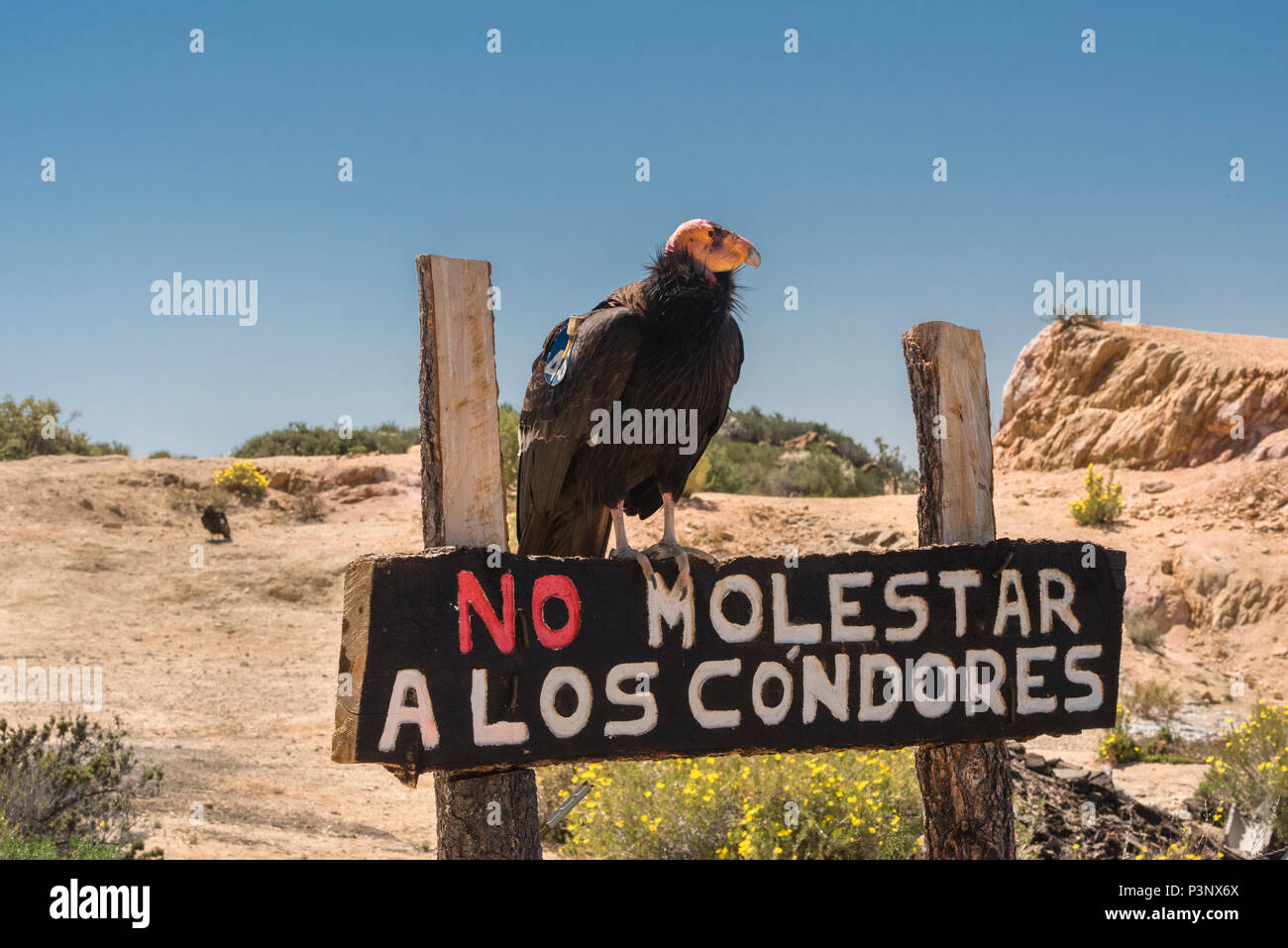 California Condor (Gymnogyps californianus) on warning sign, Baja ...