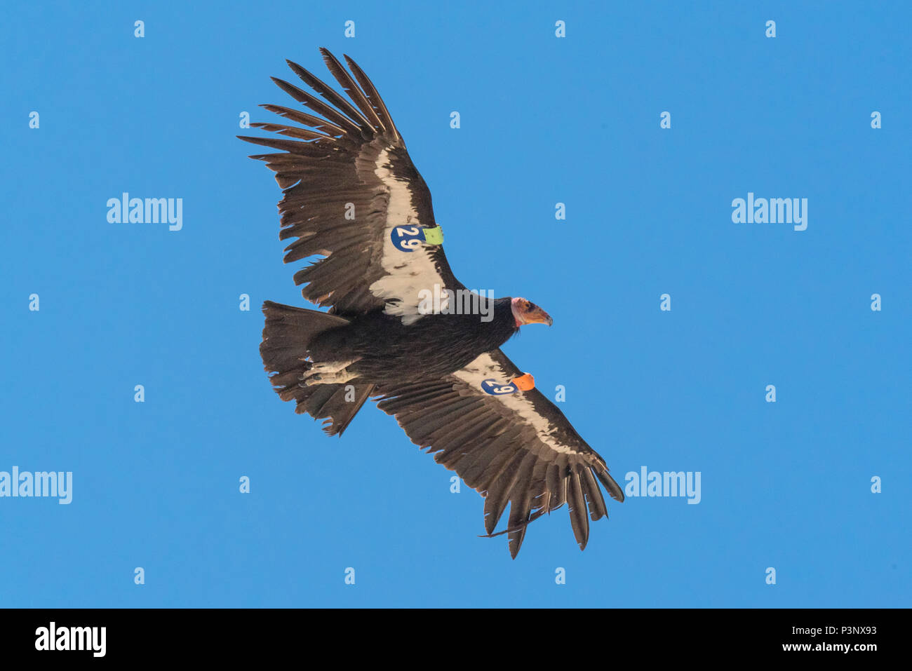 California Condor (Gymnogyps californianus) flying, showing damaged ...