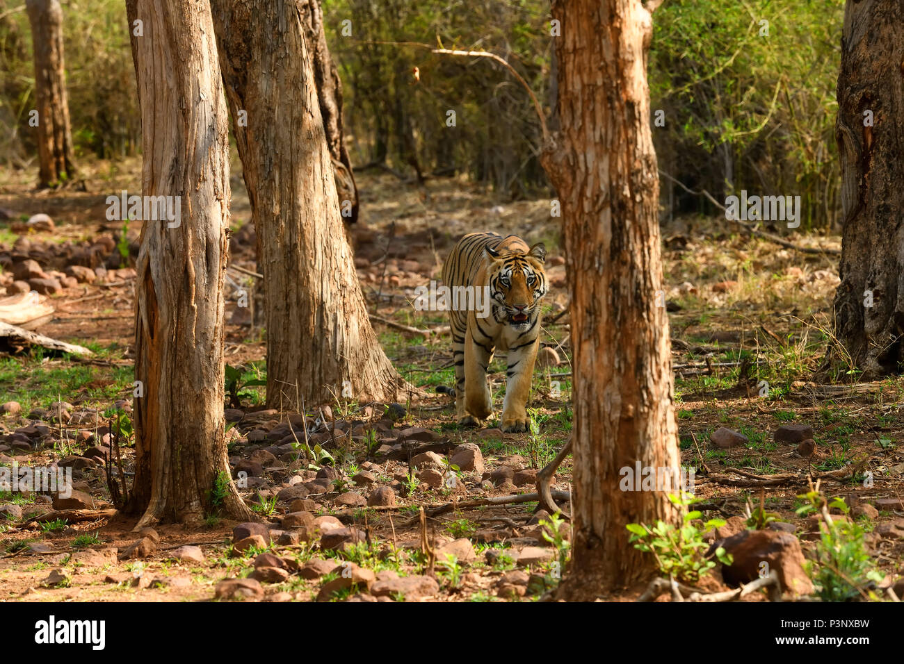 Royal Bengal Tiger Sub adult male cub in Tadoba Andhari Tiger Reserve ...