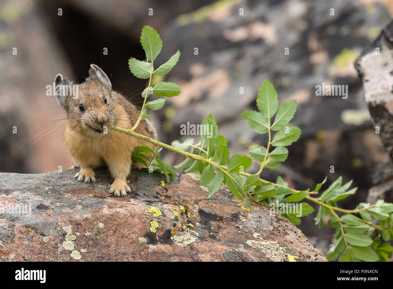American Pika (Ochotona princeps) carrying plant for hay pile, Bridger ...