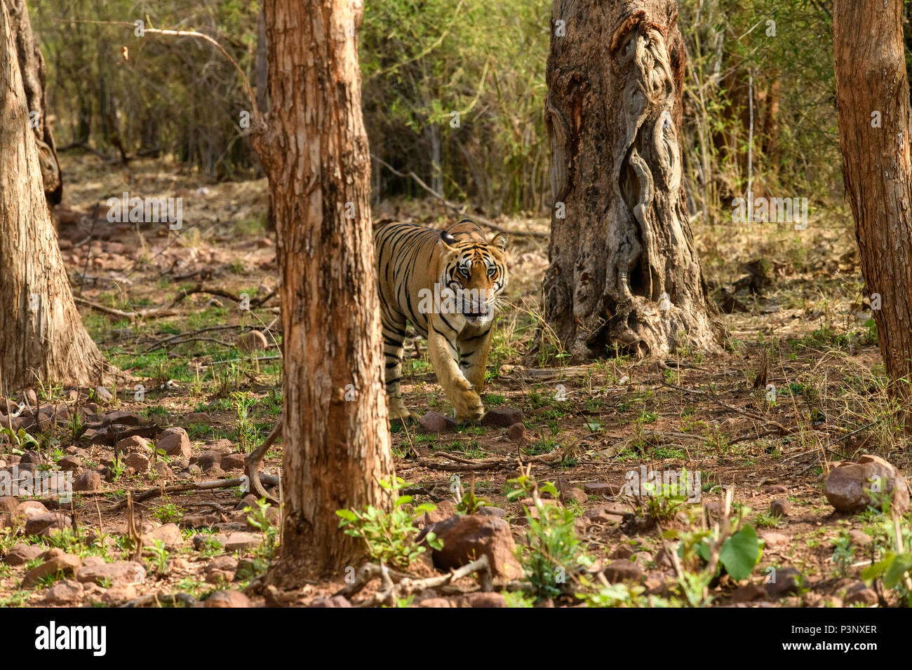 Royal Bengal Tiger Sub adult male cub in Tadoba Andhari Tiger Reserve ...