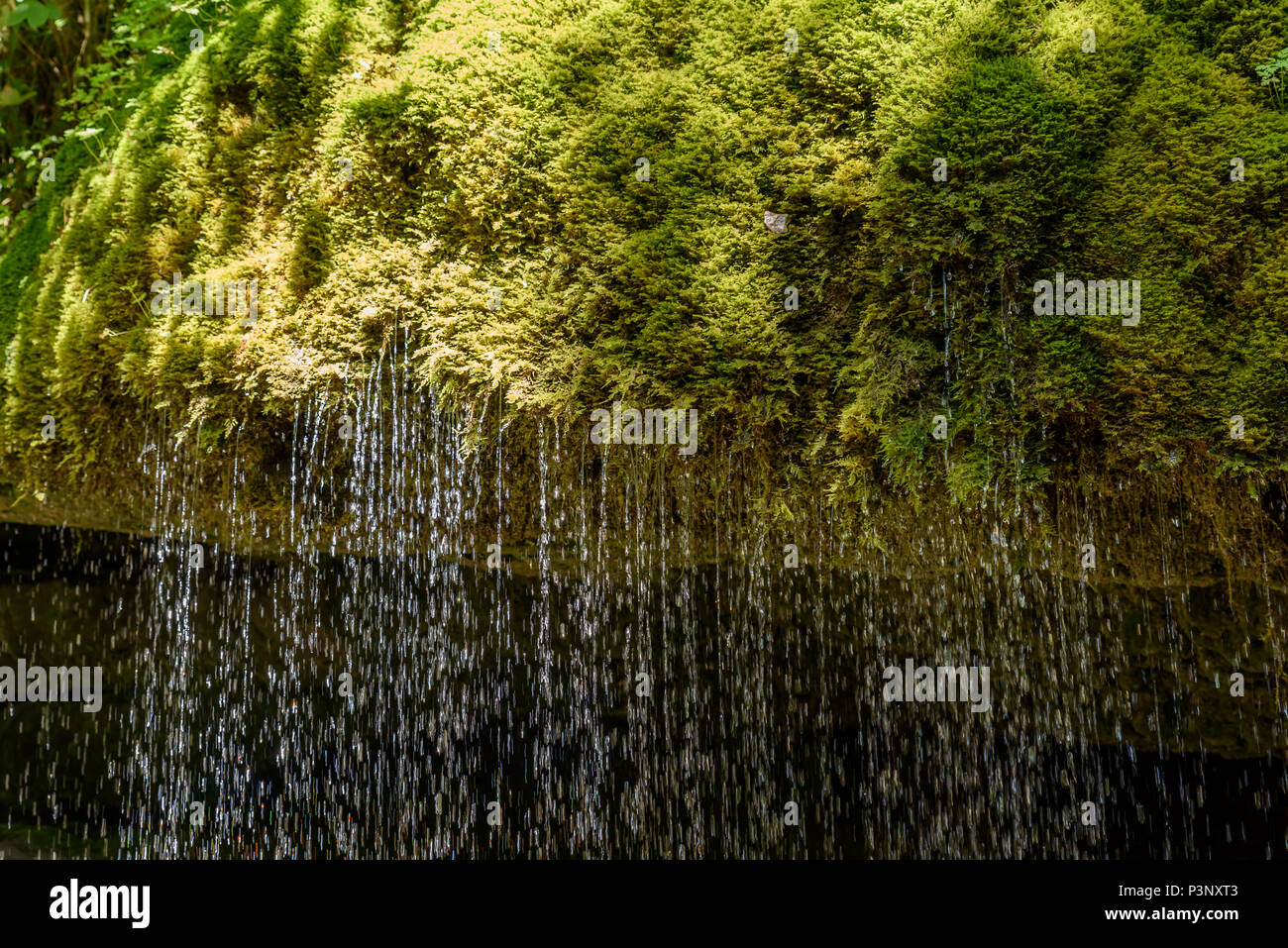 Moos germany hi-res stock photography and images - Alamy