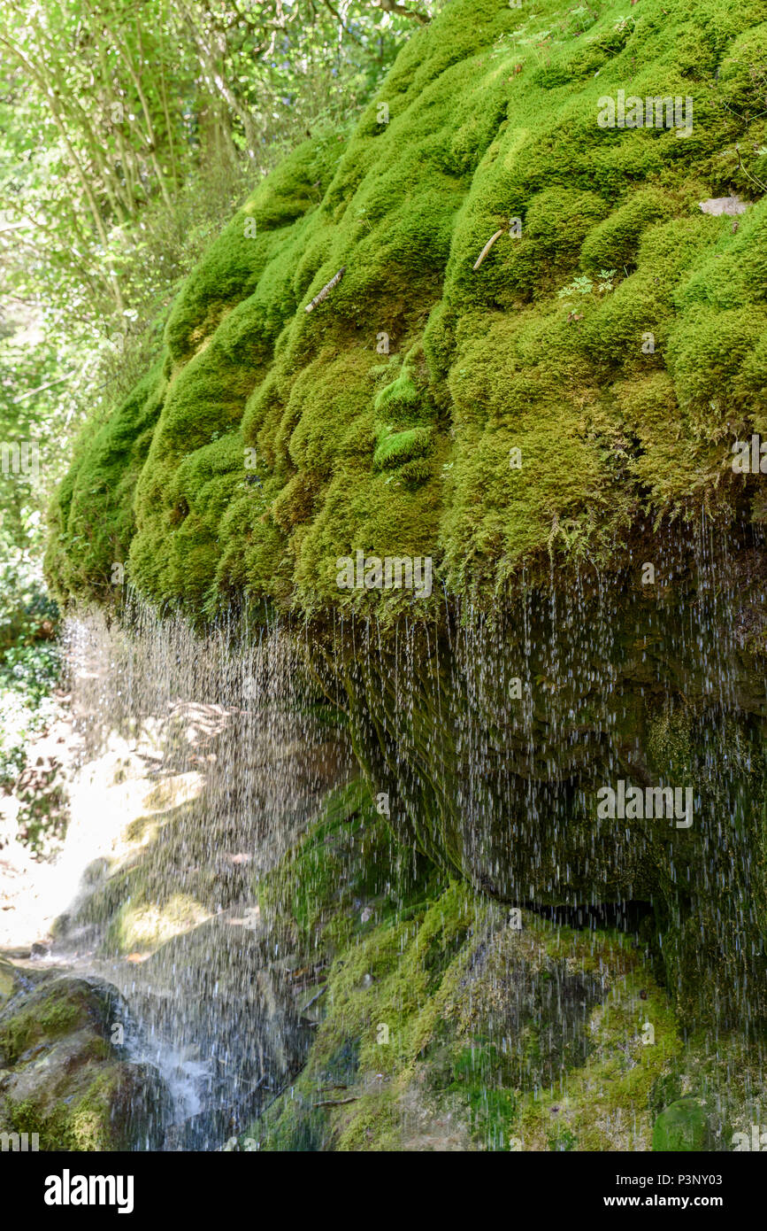 Moos germany hi-res stock photography and images - Alamy